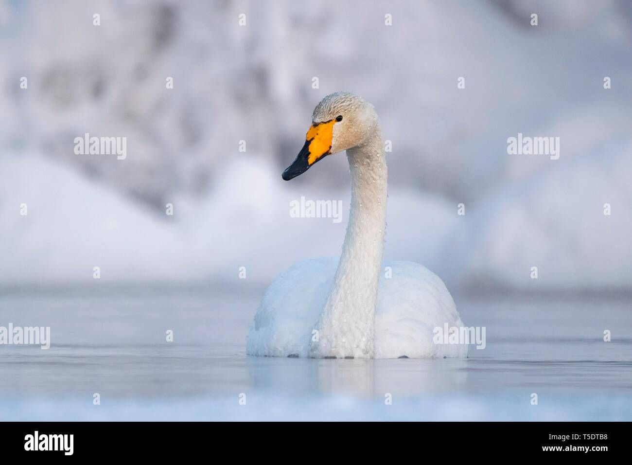 Whooper swan cygnus cygnus swims in the lake in winter hi-res stock ...