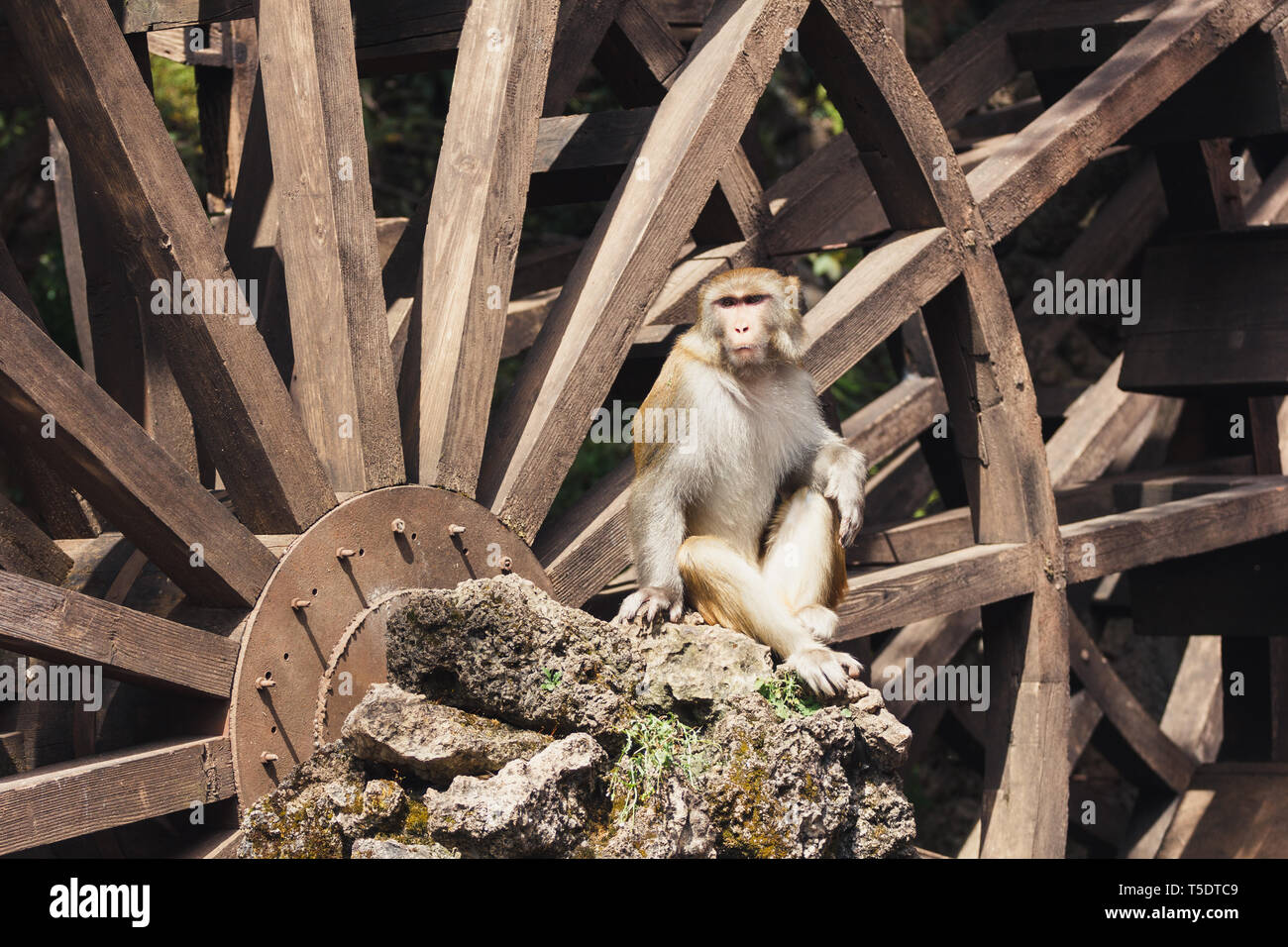 Wooden baboon hi-res stock photography and images - Alamy