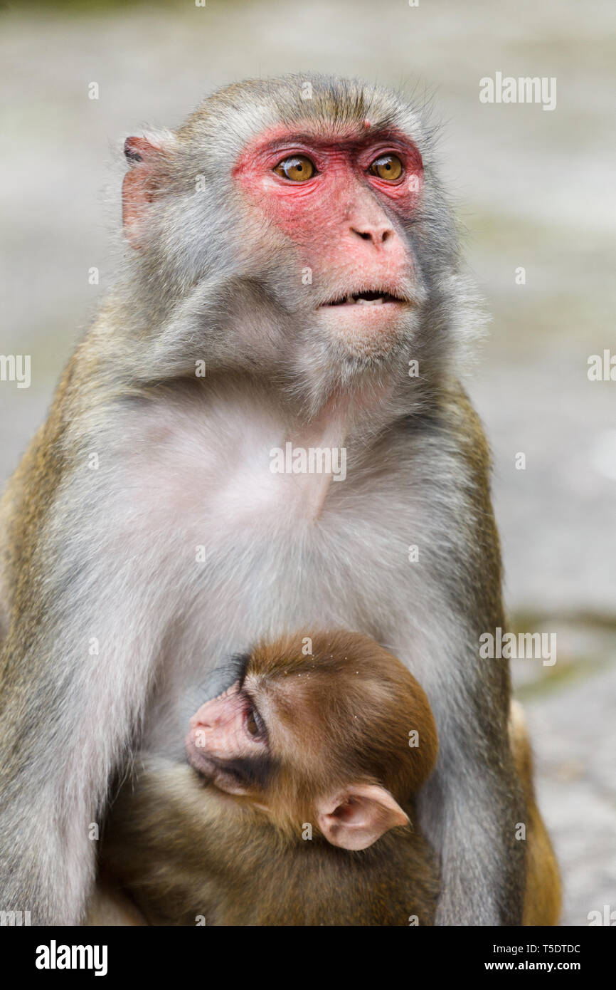 Macaque monkey with a baby in the wild Stock Photo - Alamy
