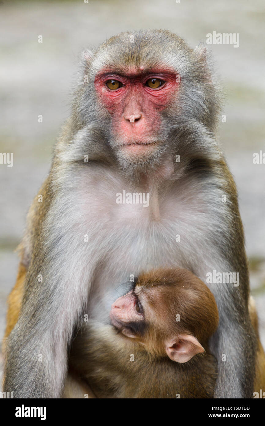 Little Monkey With Big Monkey High Resolution Stock Photography and ...