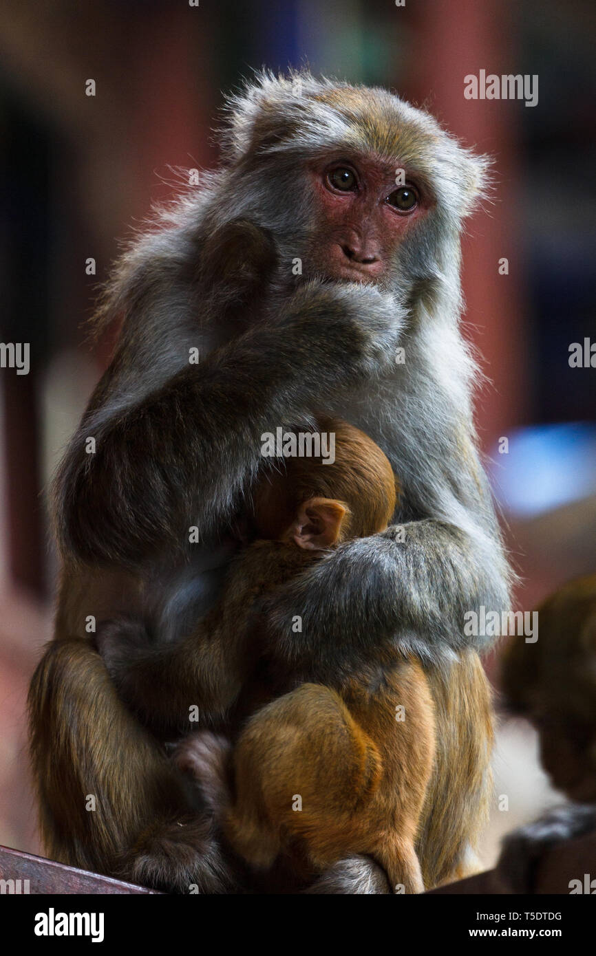 Little monkey with big monkey hi-res stock photography and images - Alamy