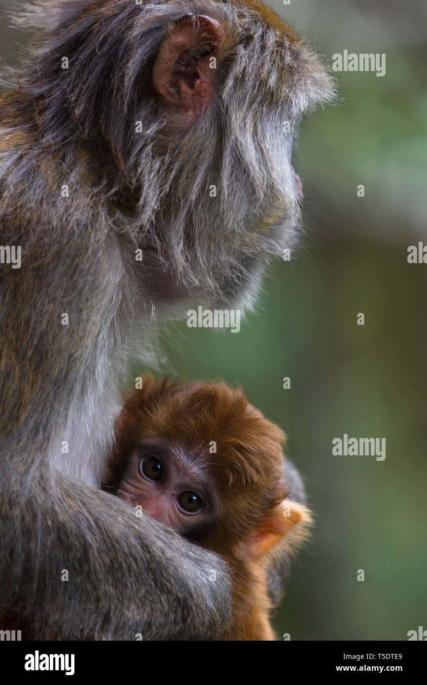 Hungry baby baboon hi-res stock photography and images - Alamy
