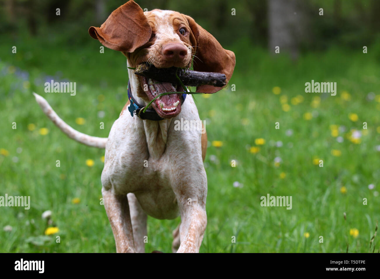 Setter italiano hi-res stock photography and images - Alamy