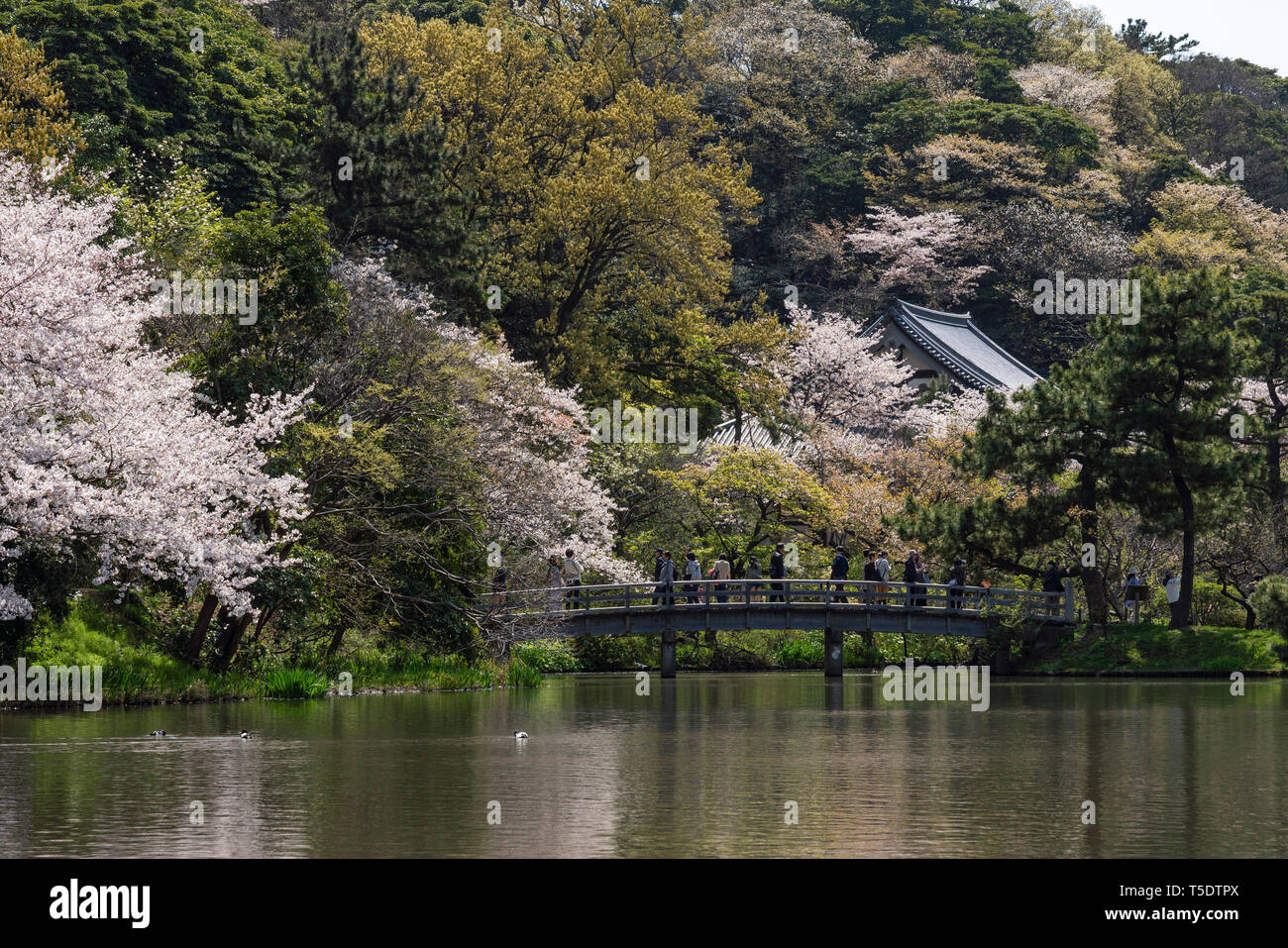 Sankeien Garden, Naka-Ku, Yokohama City, Kanagawa Prefecture, Japan ...