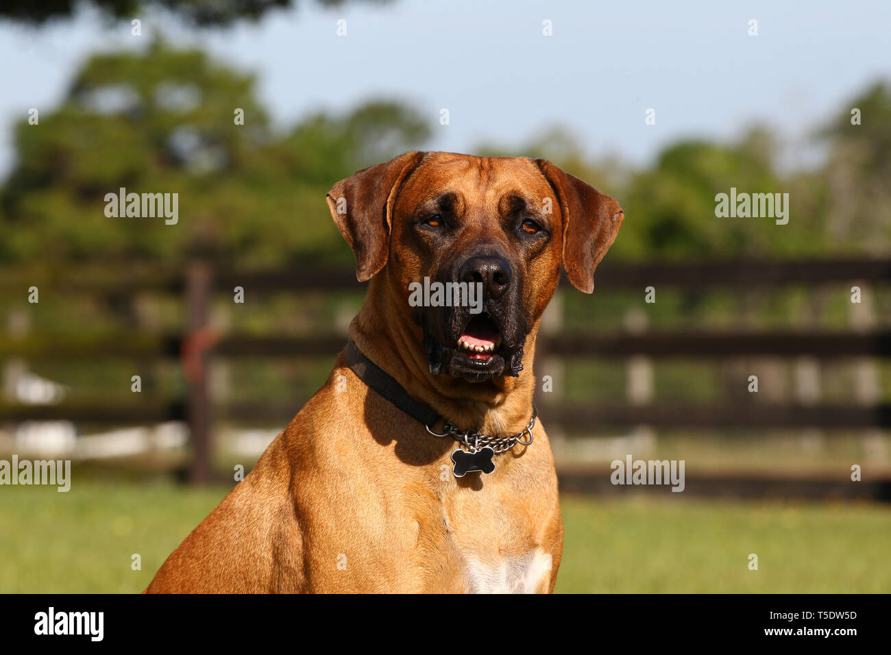 Black cur hi-res stock photography and images - Alamy