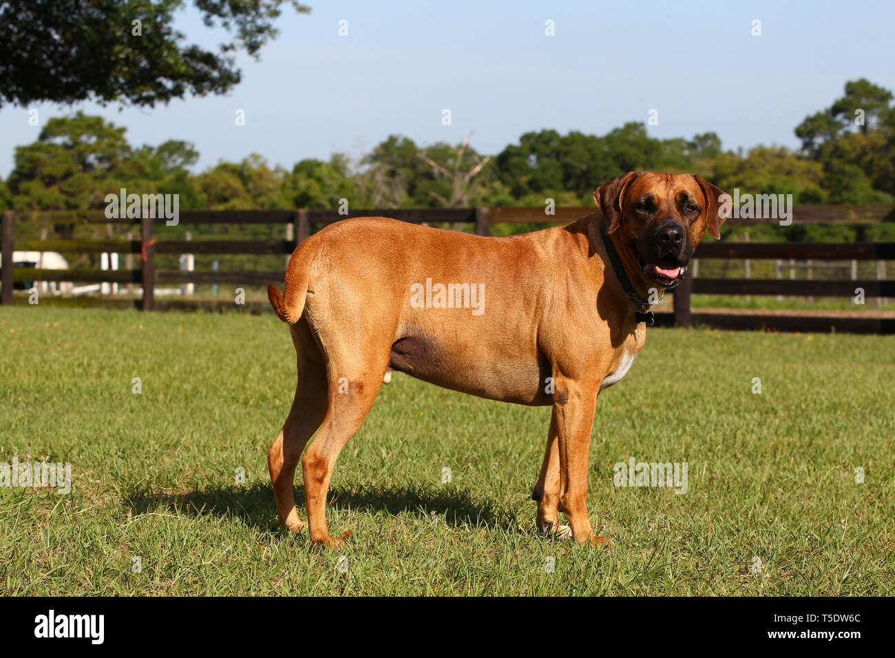 American black mouth cur hi-res stock photography and images - Alamy
