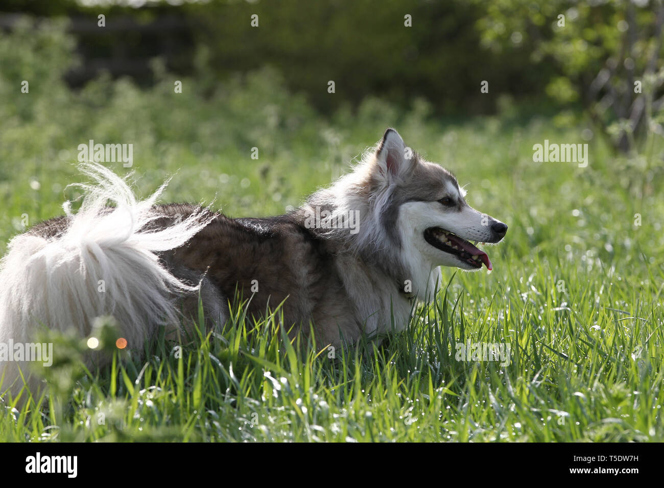 Utonagan High Resolution Stock Photography and Images - Alamy