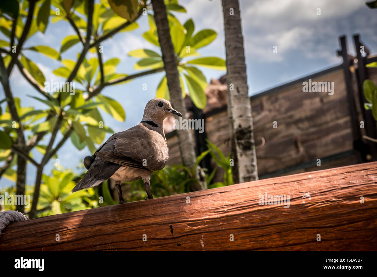 Bird on timber Stock Photo - Alamy