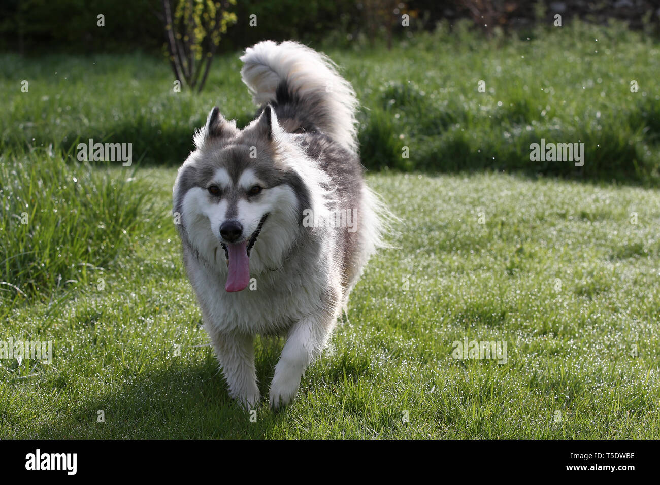 Utonagan High Resolution Stock Photography and Images - Alamy