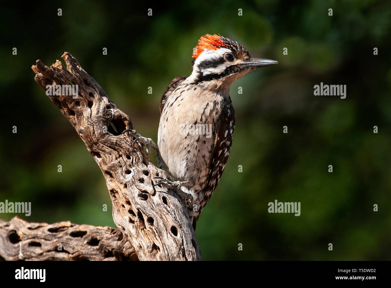 North America; United States; Arizona; Madera Canyon; Wildlife; Birds ...