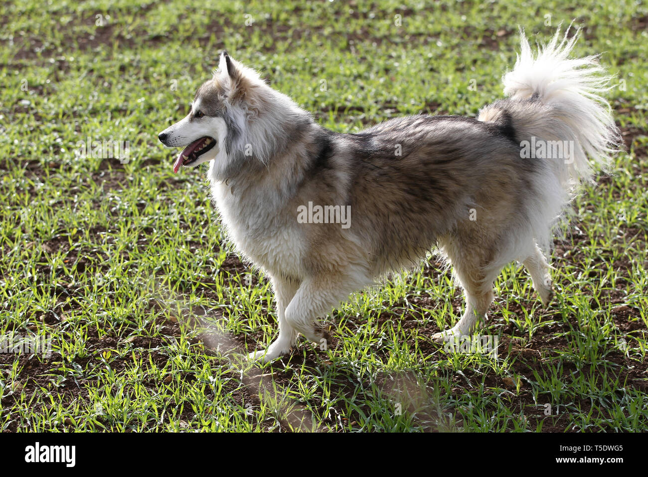 Utonagan High Resolution Stock Photography and Images - Alamy