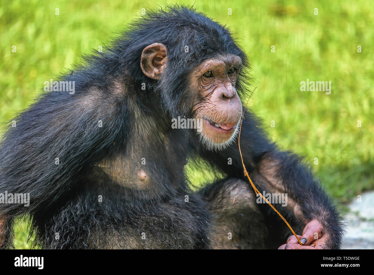 Chimpanzee in close up view playing with dry grass at an Indian ...