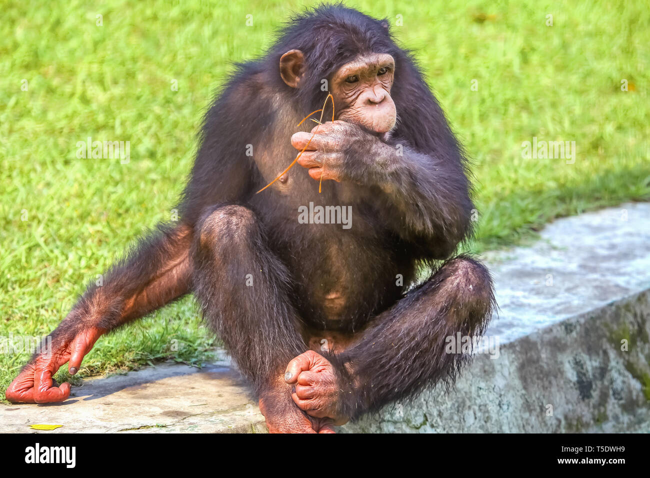 Chimpanzee at an Indian wildlife sanctuary in close up view eating ...
