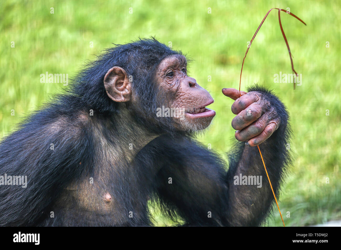 Chimpanzee playing with a dry grass strand at a wildlife sanctuary in ...