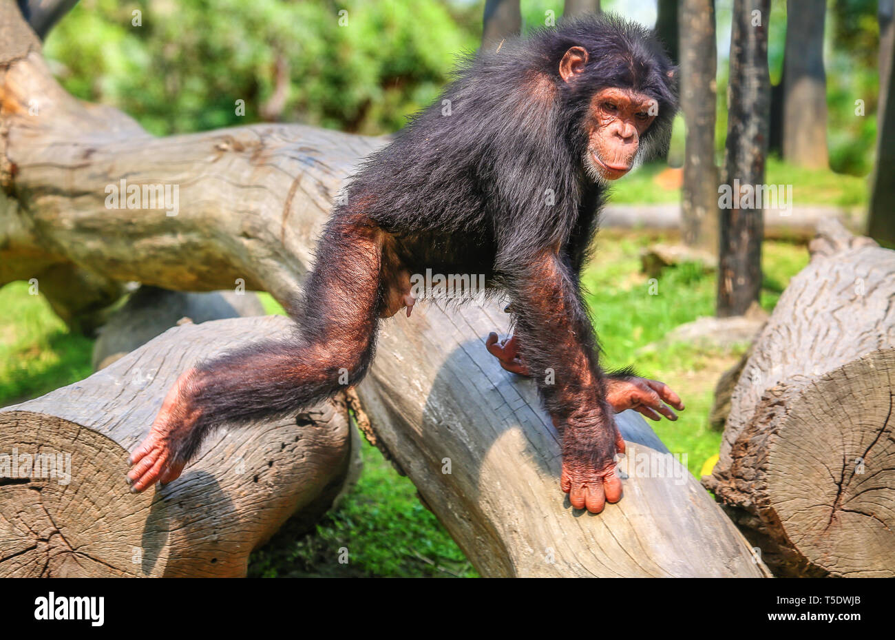 Chimpanzee at Indian wildlife sanctuary jumping on to a fallen tree ...