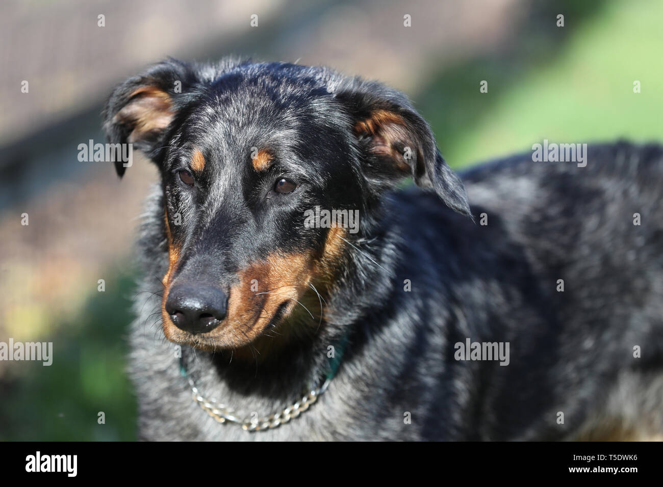 Beauceron Shepherd High Resolution Stock Photography and Images - Alamy