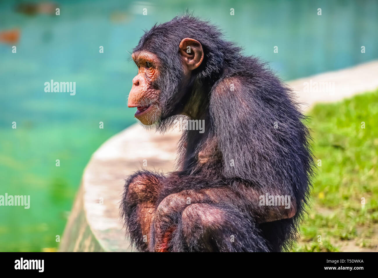 Baby chimpanzee in side view sitting beside a waterfront at an Indian ...