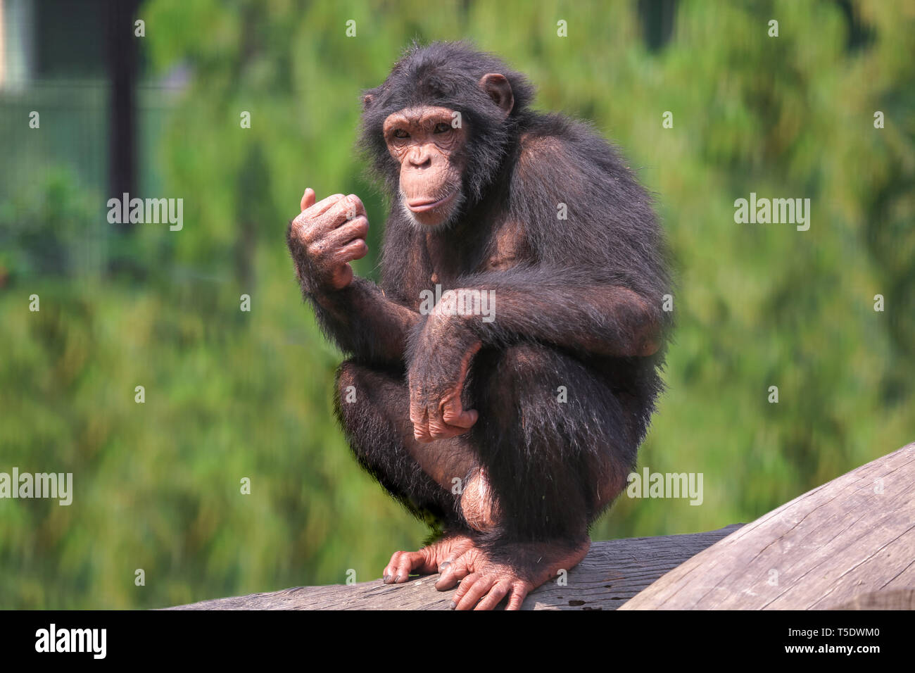 African chimpanzee at Indian wildlife sanctuary. Chimps among all apes ...