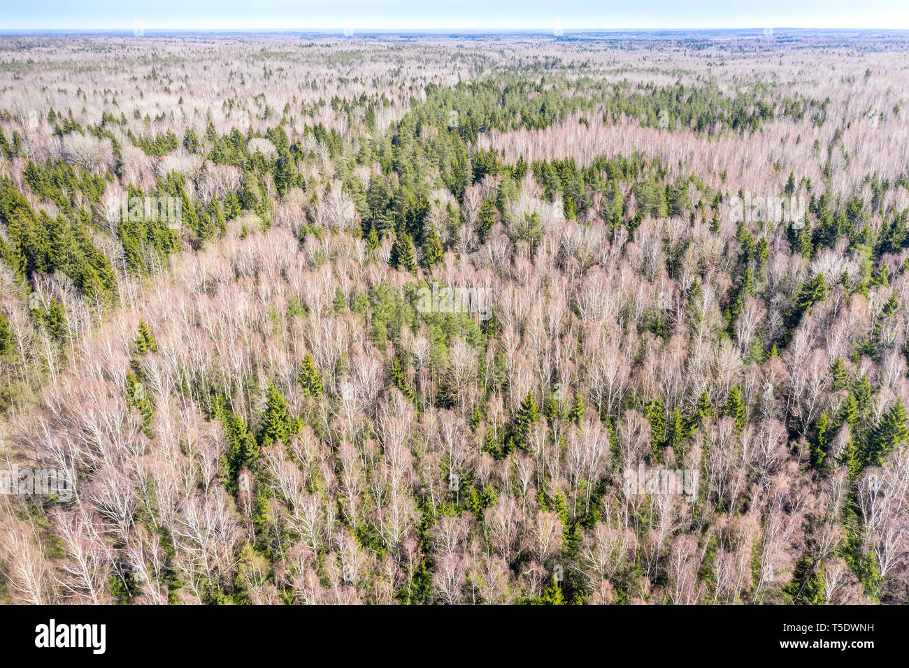 birds eye view of spring forest with fir and birch trees. aerial photo ...