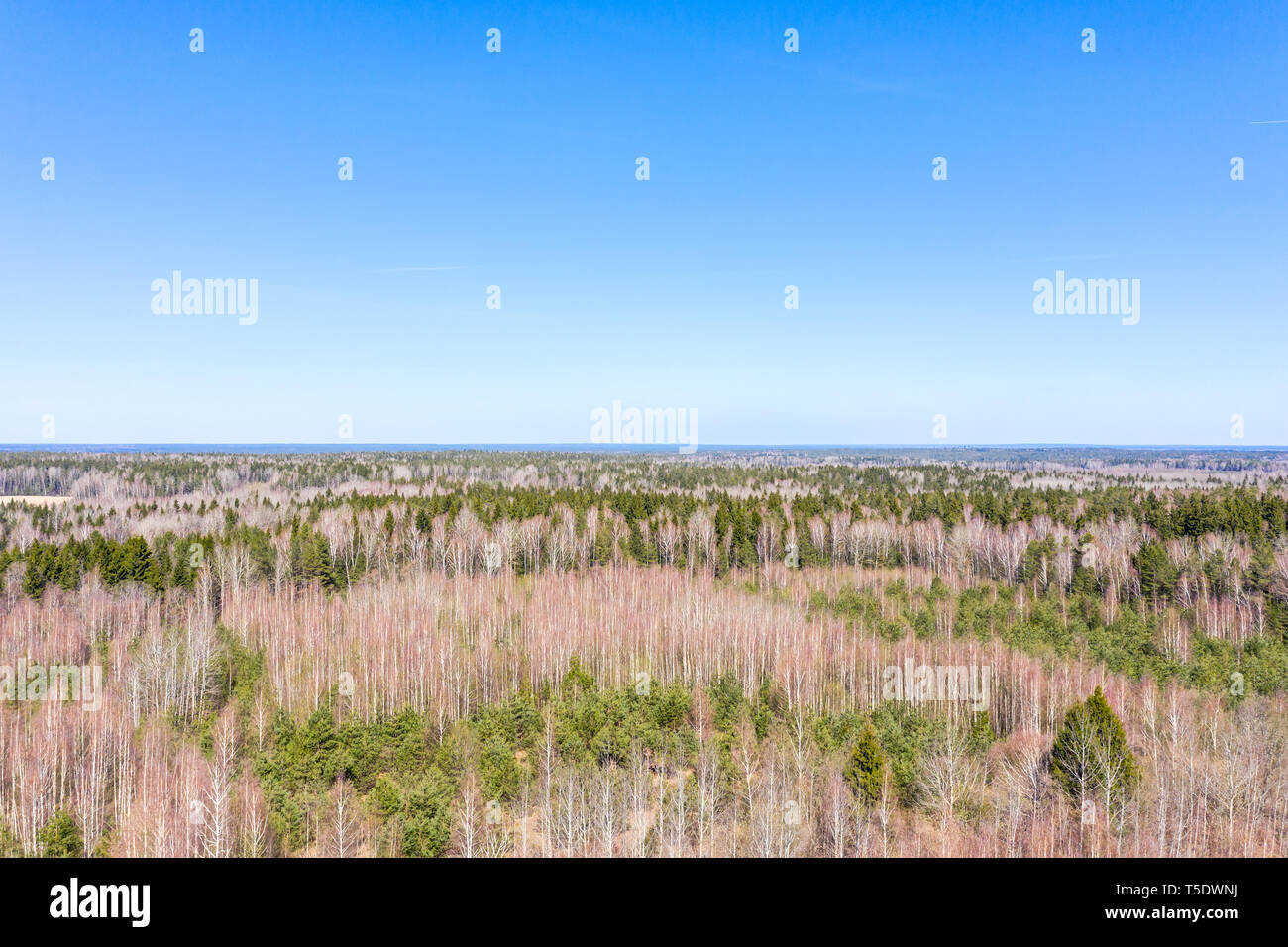 Blue green forest scenic trees hi-res stock photography and images - Alamy