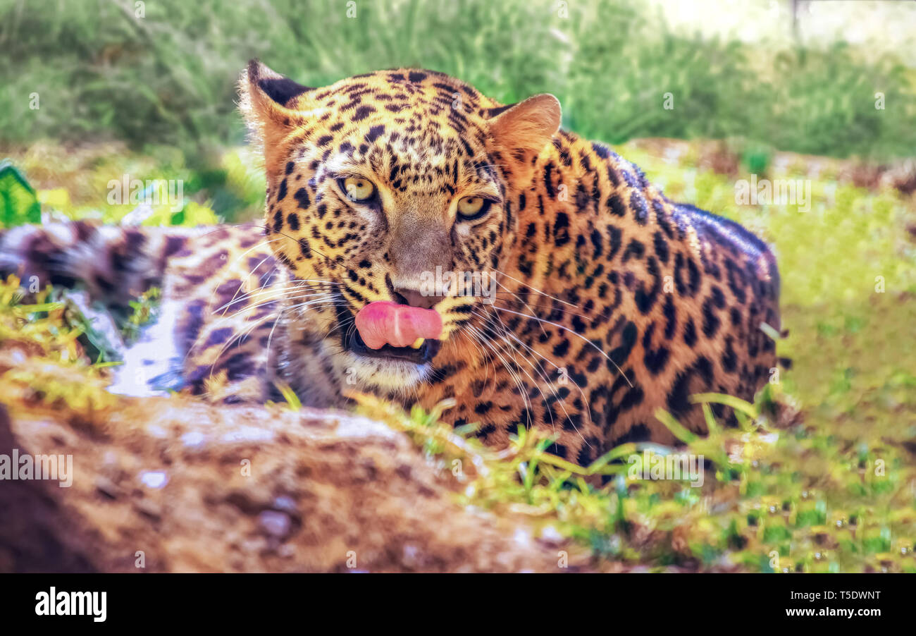 Indian leopard at wildlife reserve in close up view. Leopards are ...