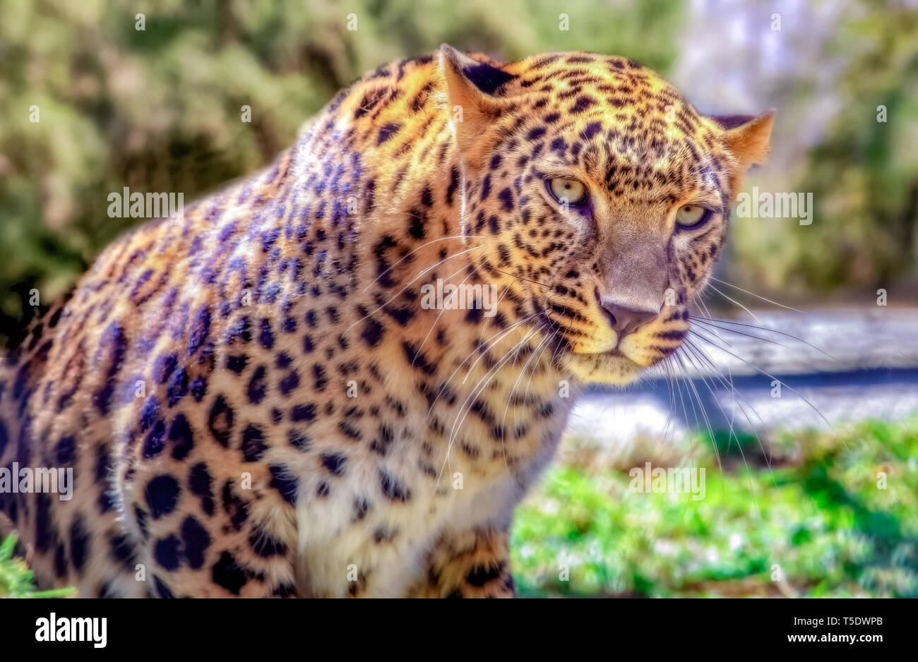 Indian Leopard