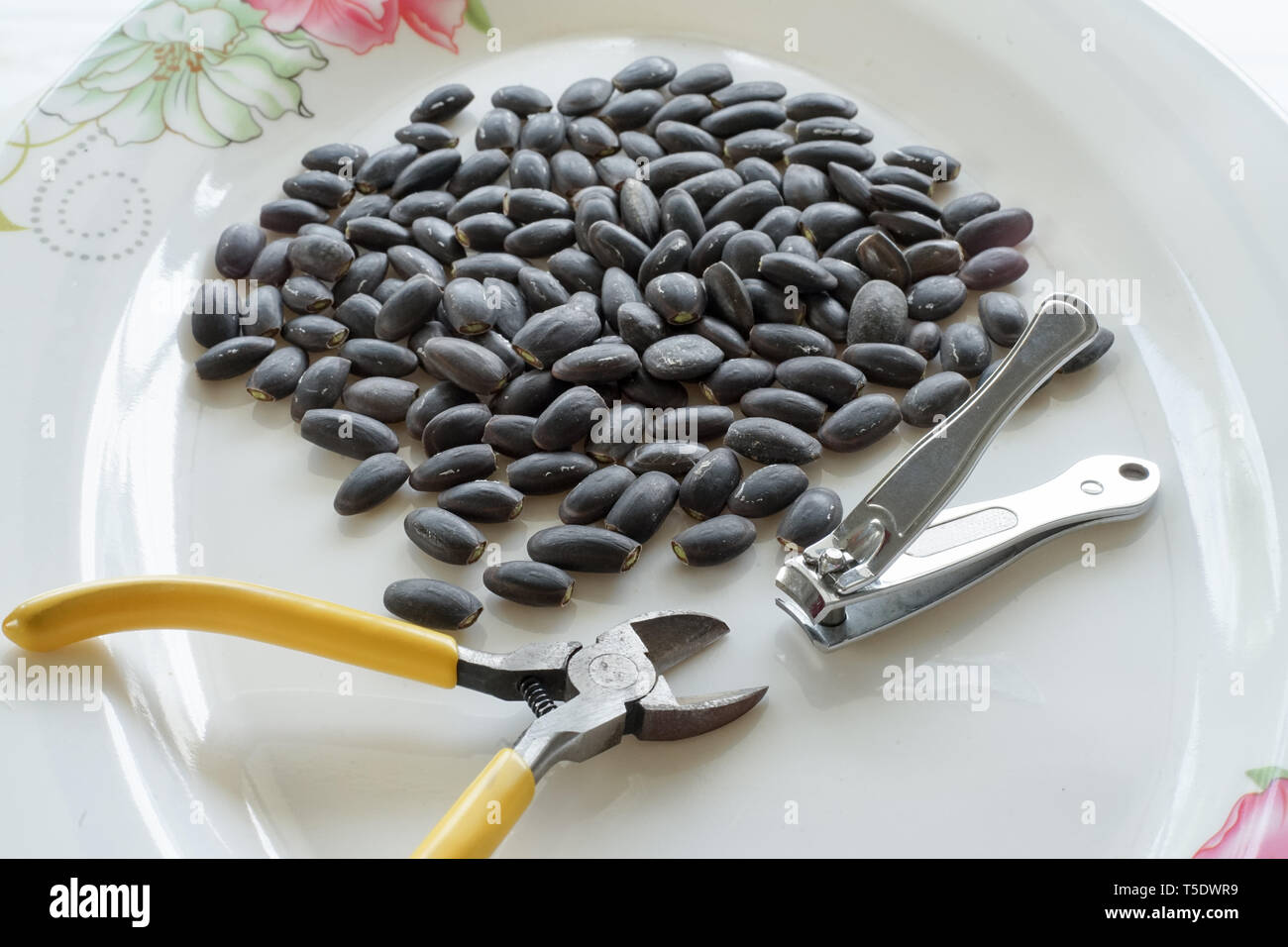 Cutting edge Nitta tree seed or also called Nitta tree bean with tools ...