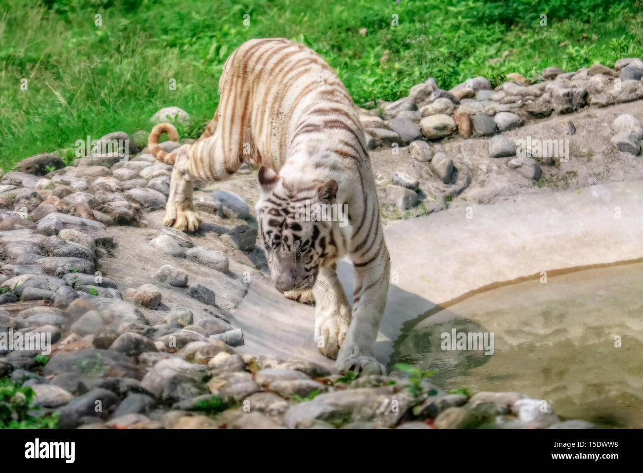 White Bengal tiger known as an endangered species near a waterfront at ...