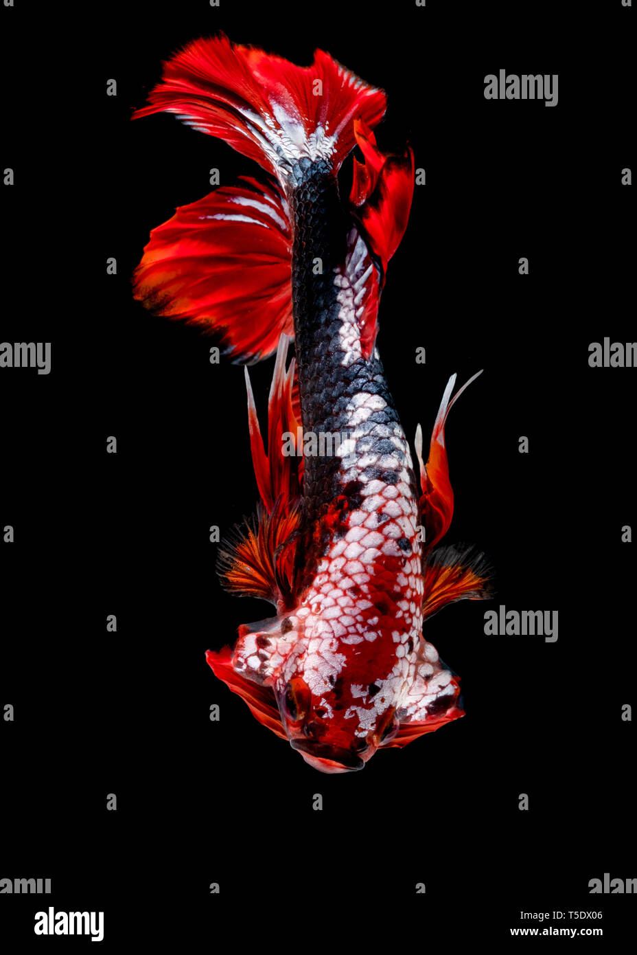 Betta fish Fight in the aquarium black blackground Stock Photo - Alamy