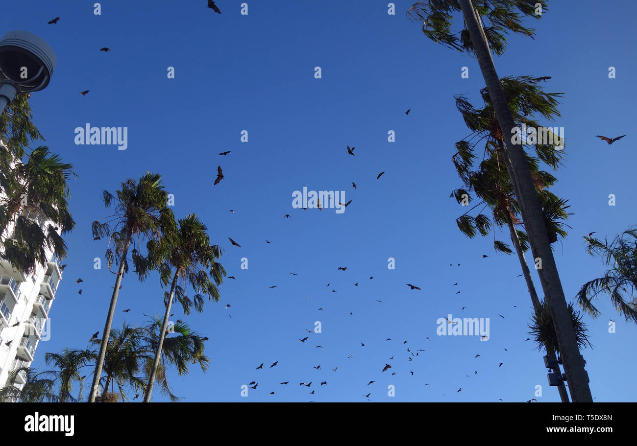 Flying foxes hi-res stock photography and images - Alamy
