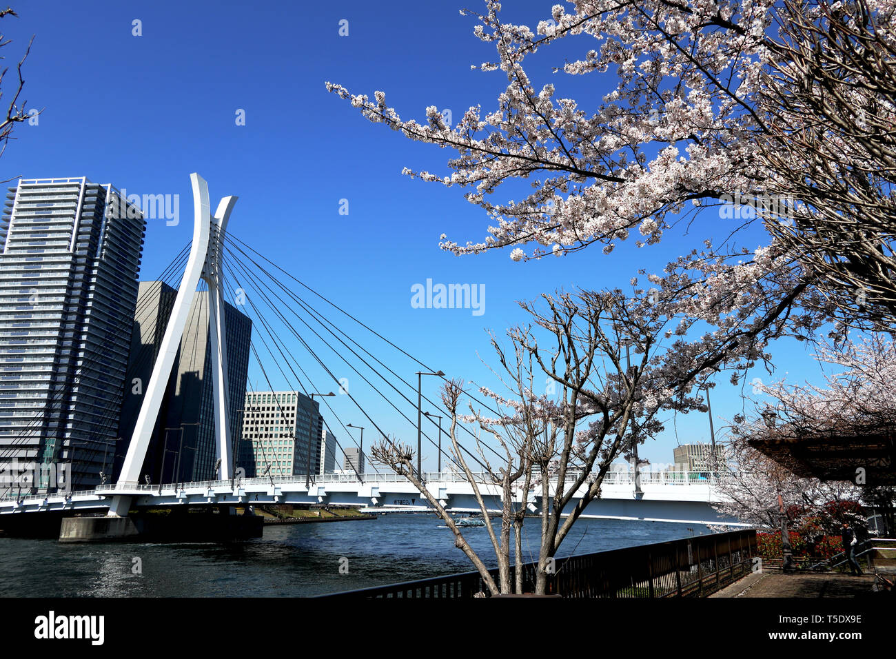 Cherry blossoms along Sumida River, Tokyo, Japan Stock Photo - Alamy