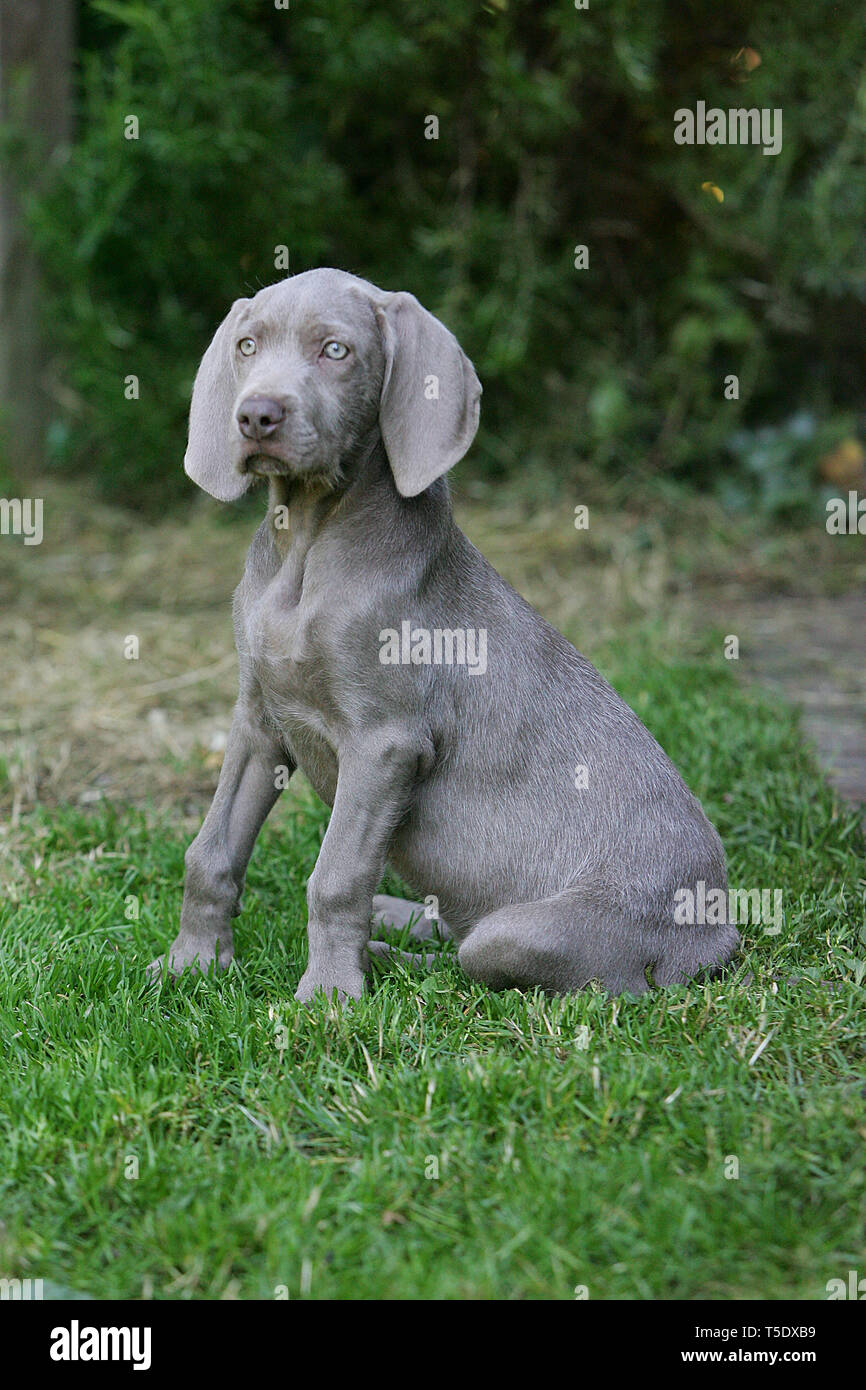 Slovensky pointer hi-res stock photography and images - Alamy