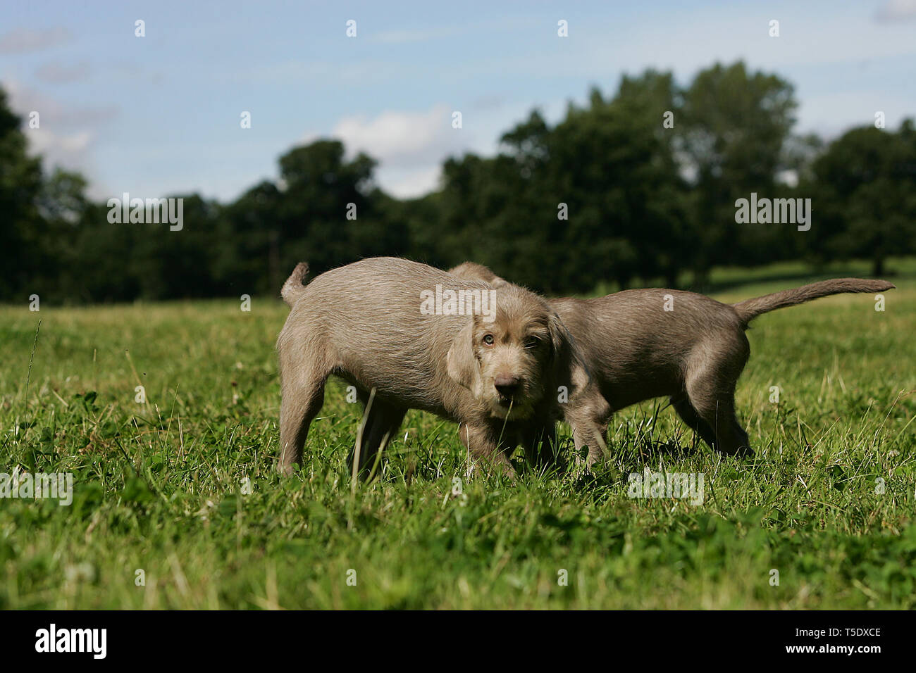 Slovensky pointer hi-res stock photography and images - Alamy