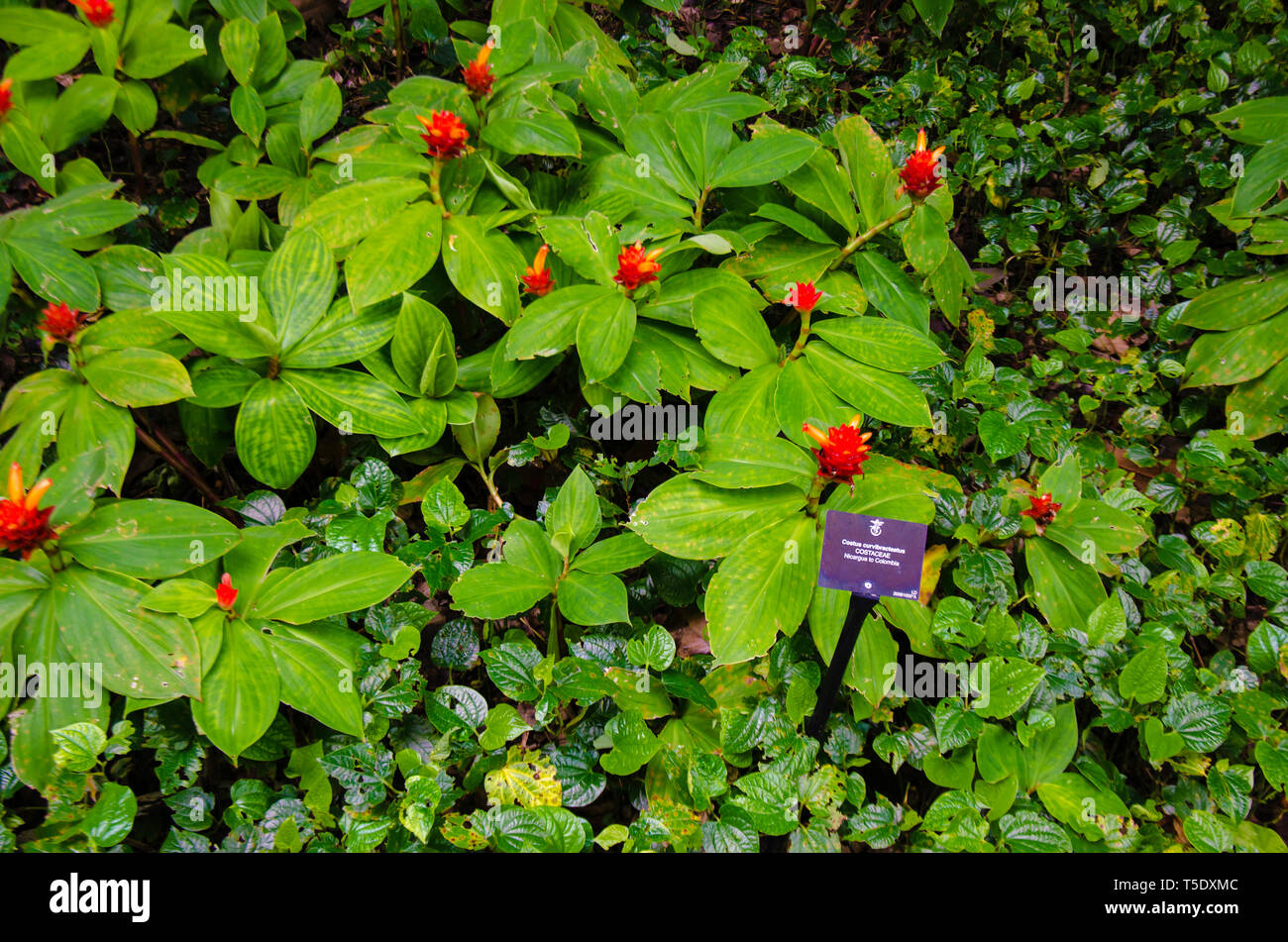 Costaceae hi-res stock photography and images - Alamy