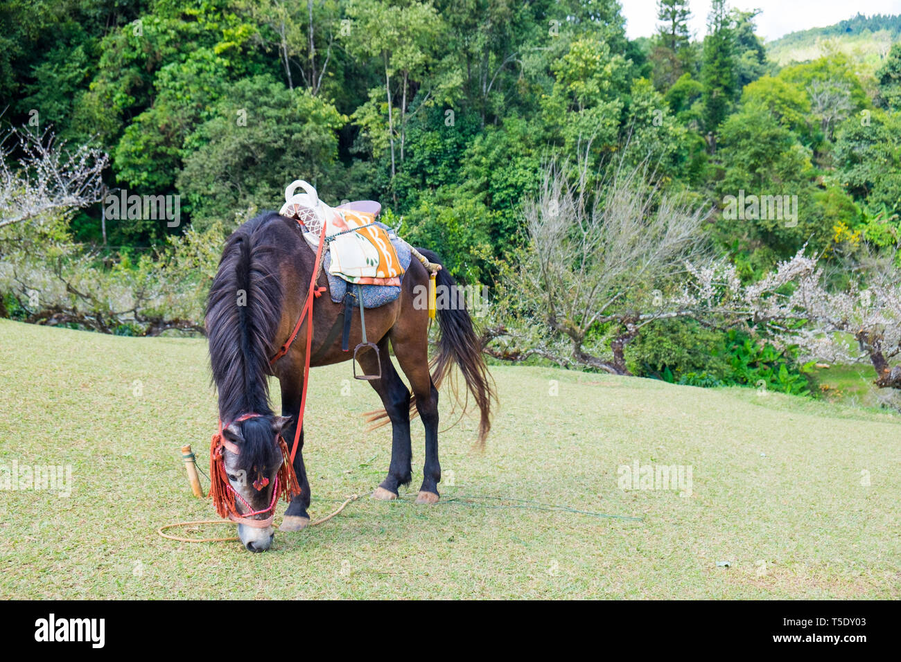 Mule graze pasture chinese plum background at angkhang,chiang mai Stock ...