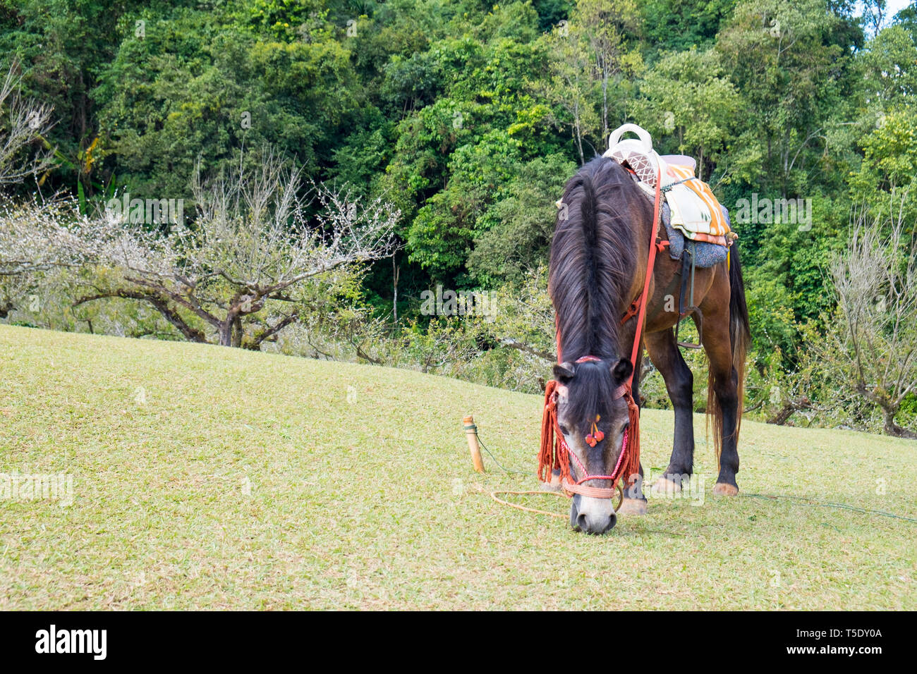 Mule graze pasture chinese plum background at angkhang,chiang mai Stock ...