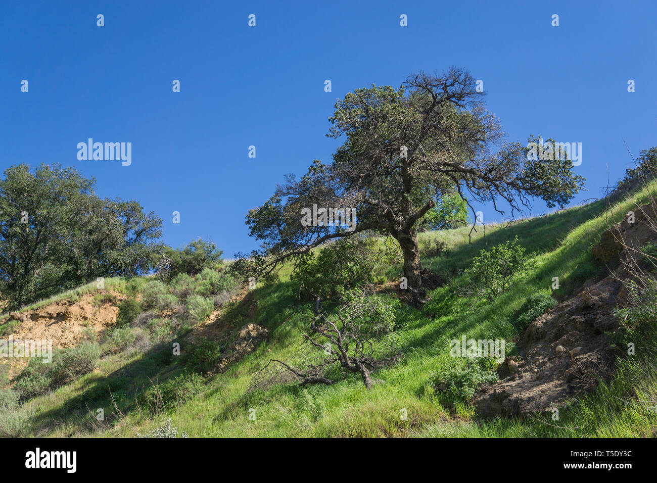 Grows on oak trees hi-res stock photography and images - Alamy
