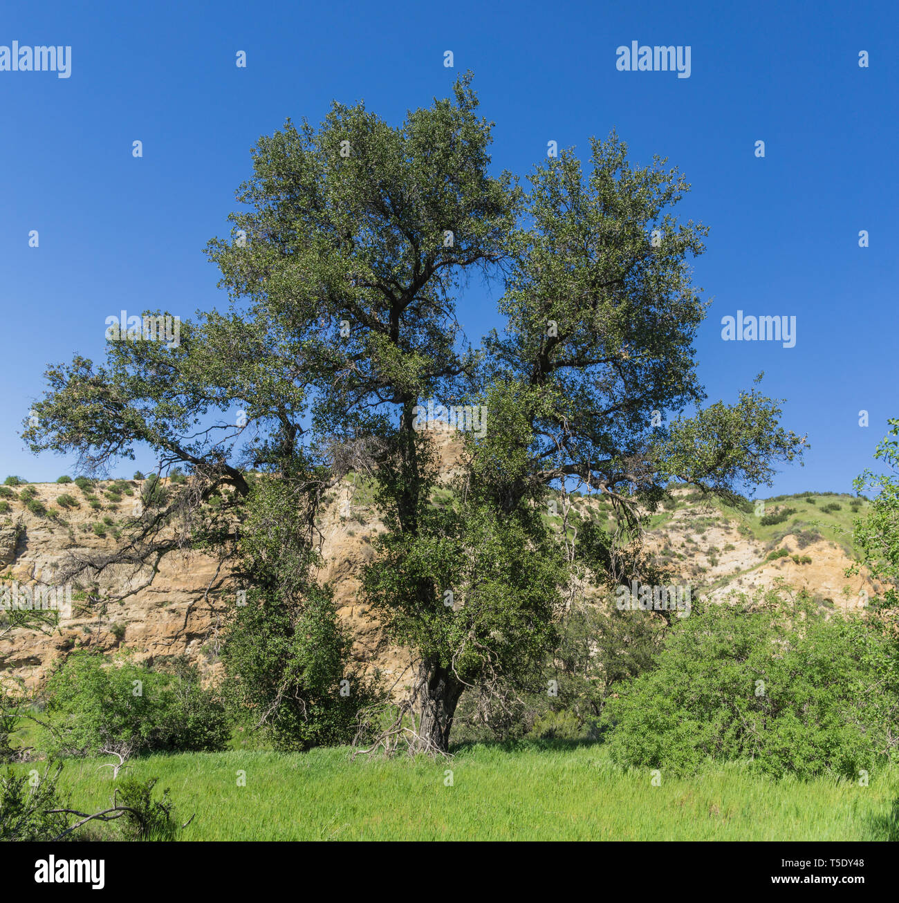 Tall oak tree stands in the midst of a narrow rock valley in southern ...