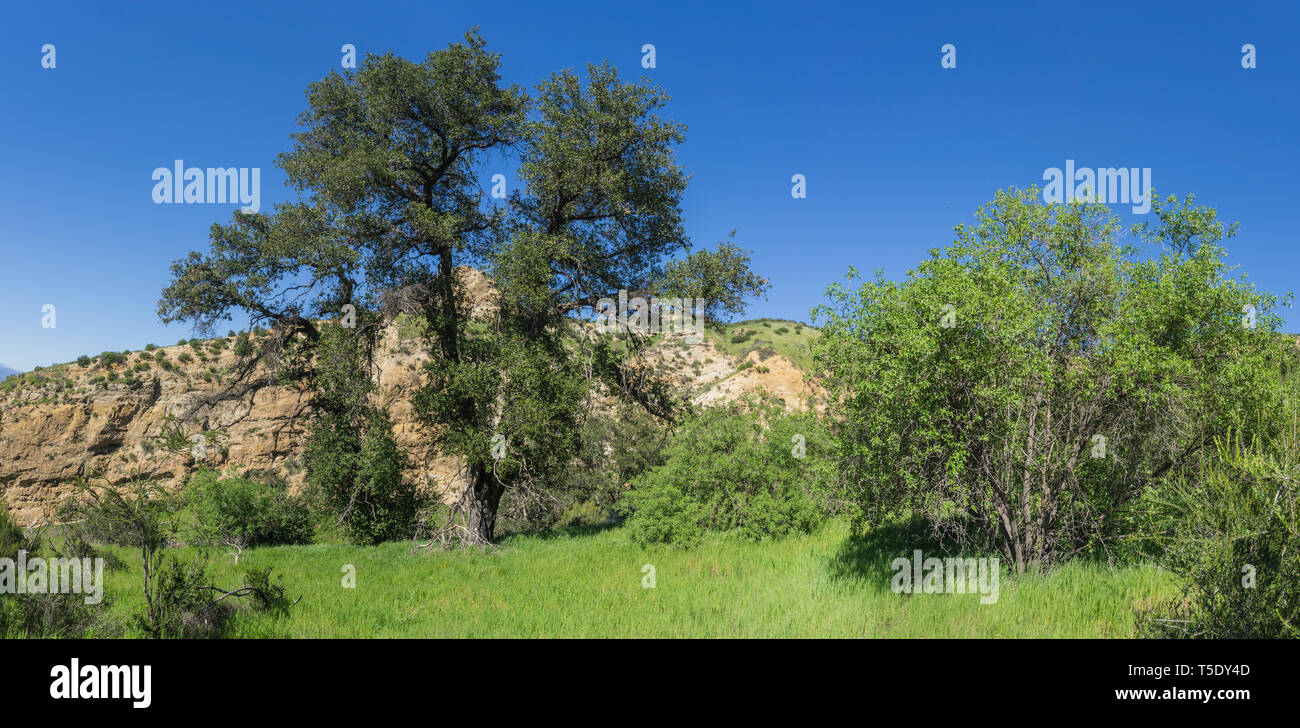 Green trees and brush grow in a California rocky valley near Santa ...