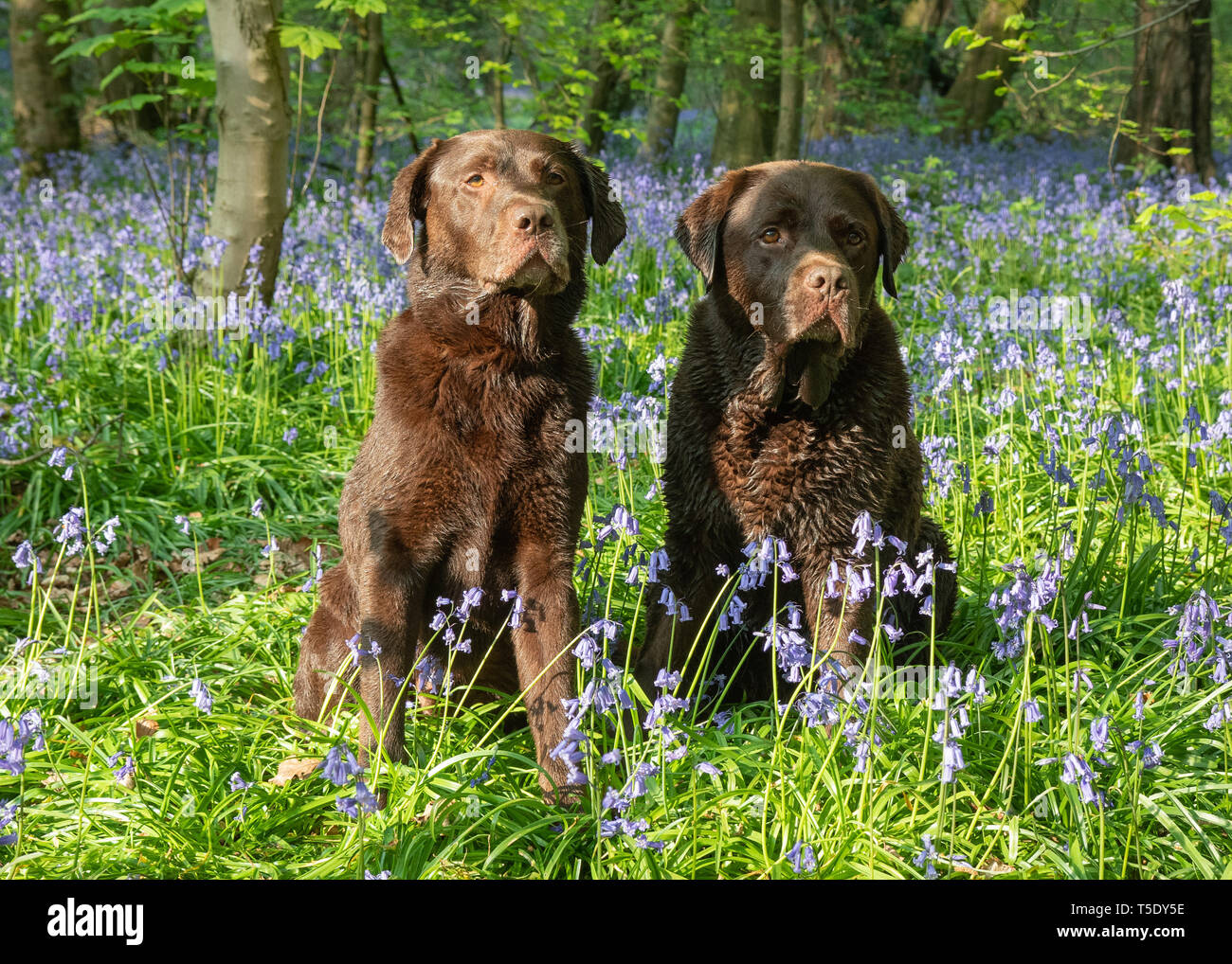 Labrador retrievers chasing hi-res stock photography and images - Alamy