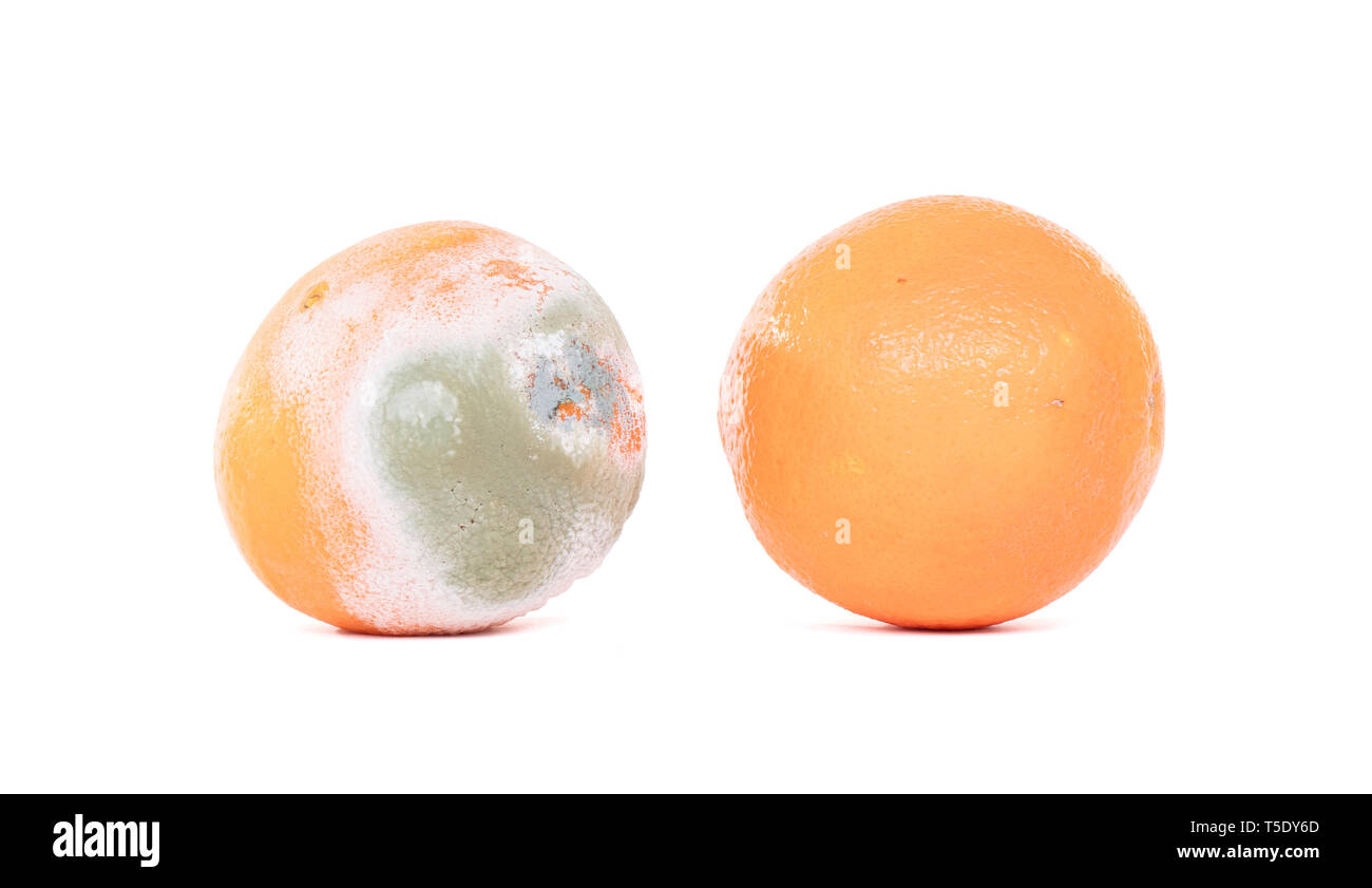 Rotten orange isolated on a white background Stock Photo - Alamy
