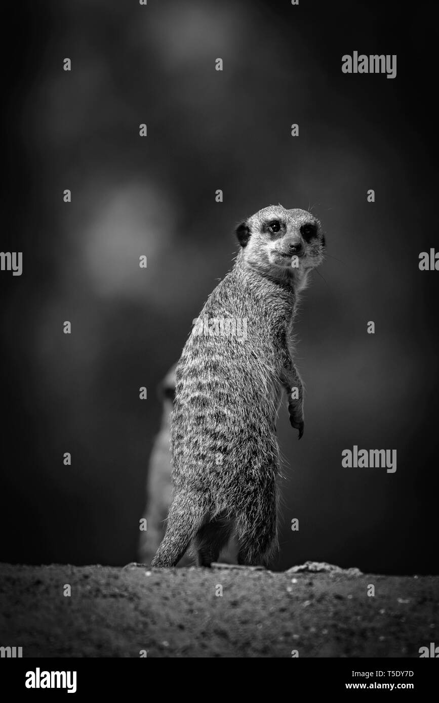 Aleksandr the meerkat Black and White Stock Photos & Images - Alamy
