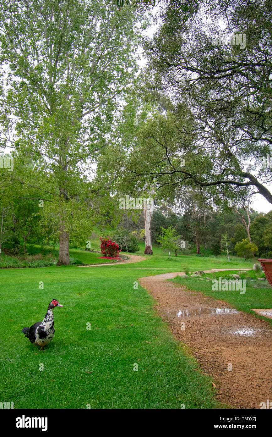 Parks with duck hi-res stock photography and images - Alamy