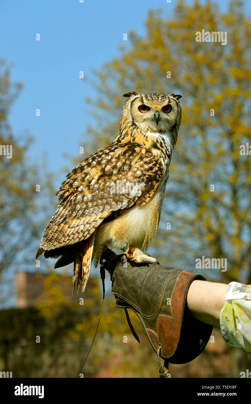 Falconer with a Eurasian eagle owl Latin name Bubo bubo Stock Photo - Alamy