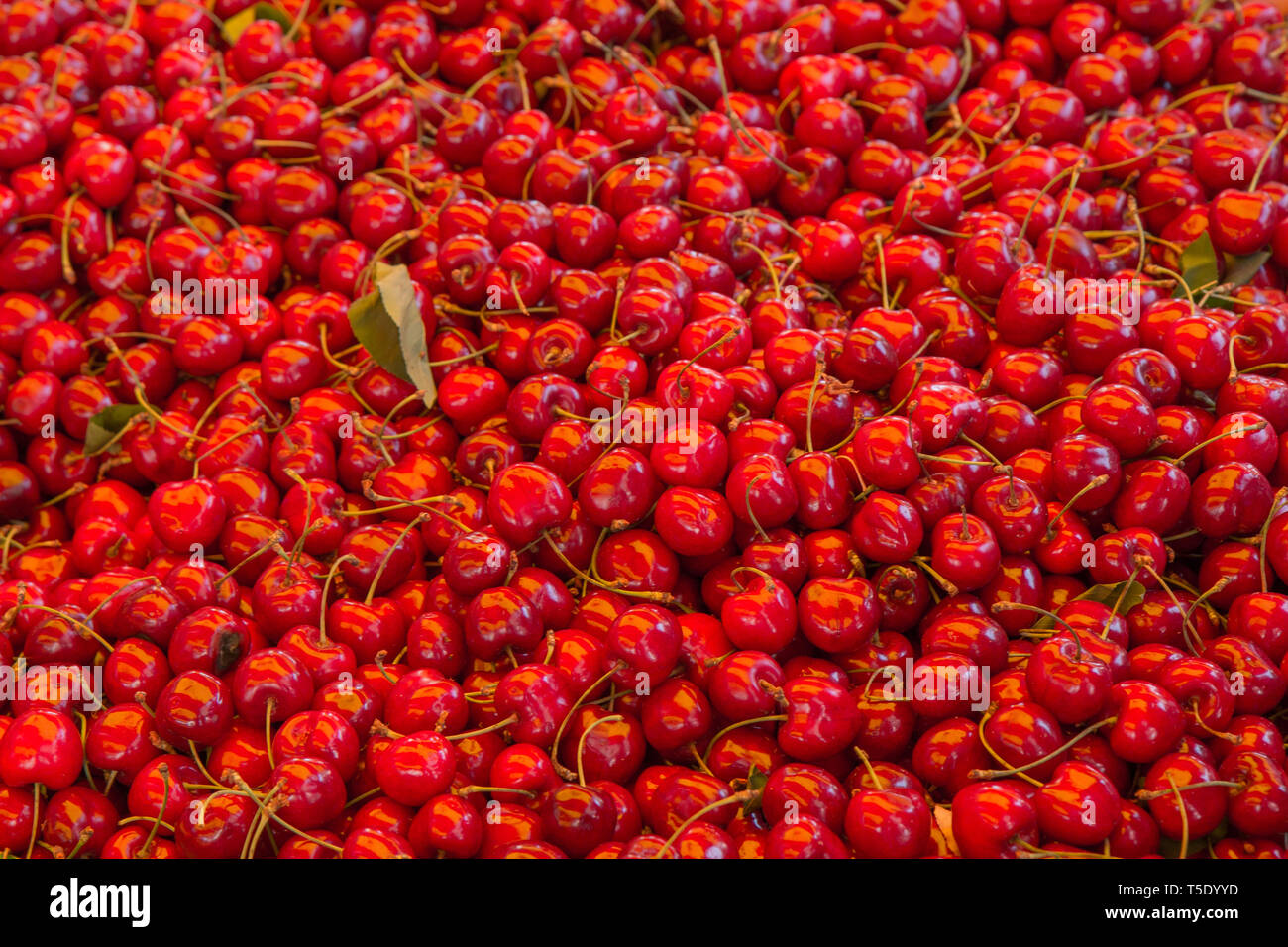 A close up of some vibrant, tasty, fresh red cherries at a market in ...