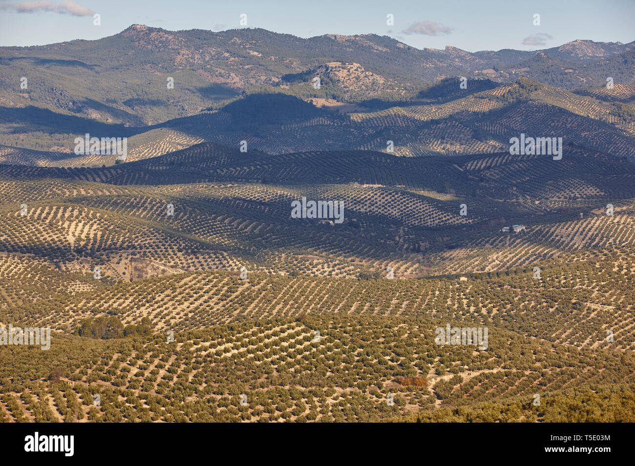 Olive tree fields in Andalusia. Spanish agricultural harvest landscape ...