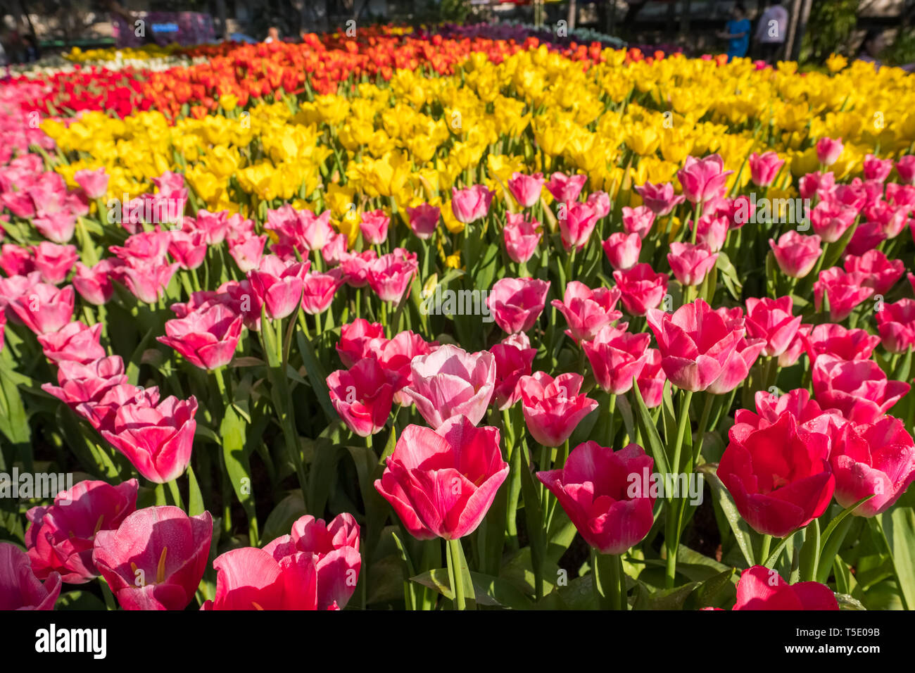 Varicolored hi-res stock photography and images - Alamy
