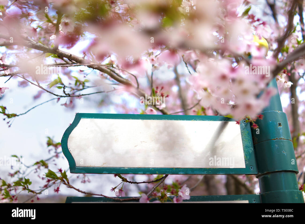 Blank outdoor sign board at a sidewalk with Sakura background Stock ...