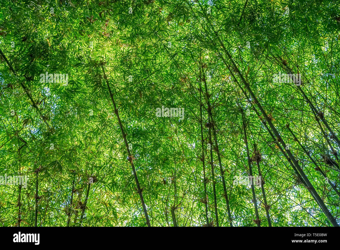 Lush garden background hi-res stock photography and images - Alamy