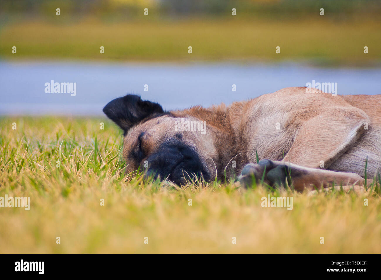 Dog is rolling himself in the grass Stock Photo - Alamy